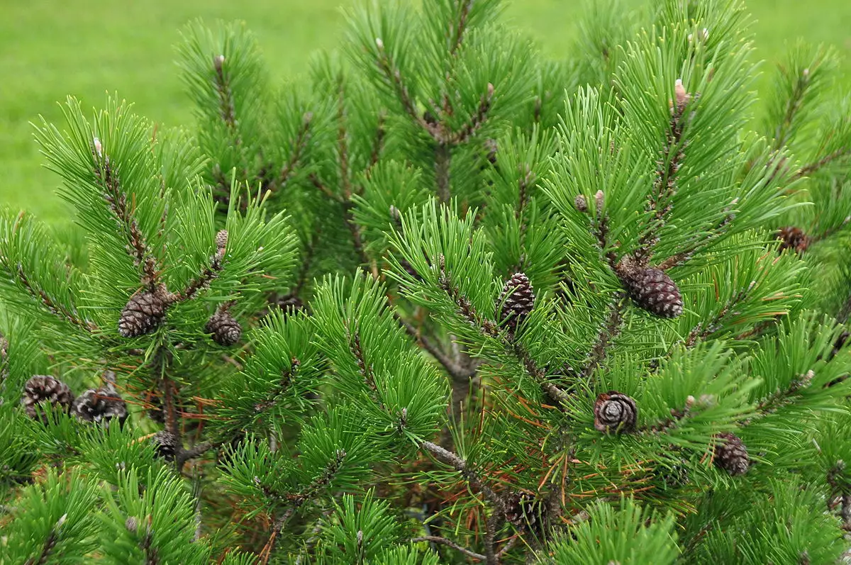Pinus mugo - Web page Navigation - Mountain Pine, Mugo Pine, Mugo Pine Tree