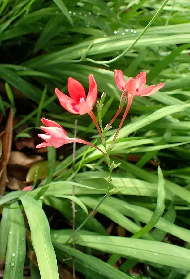 Freesia laxa - Deciduous,Tree,Web page Navigation - False Freesia ...