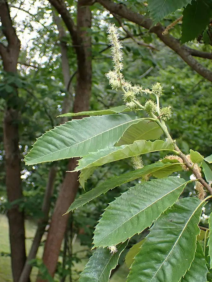 Castanea pumila var. pumila - Edible Fruit/Nuts,Fruits,Medicinal Herbs ...