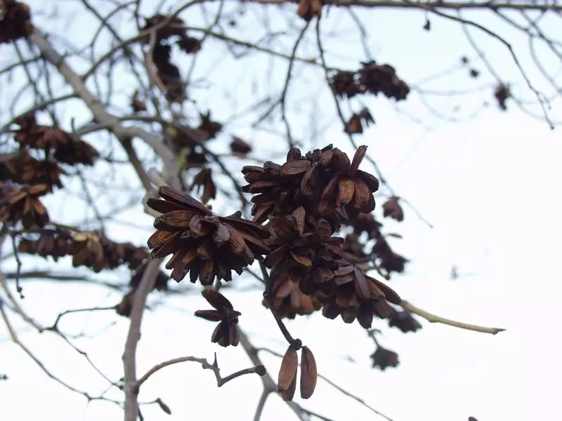 Camptotheca acuminata - Deciduous,Medicinal Herbs,Ornamental Fruit ...