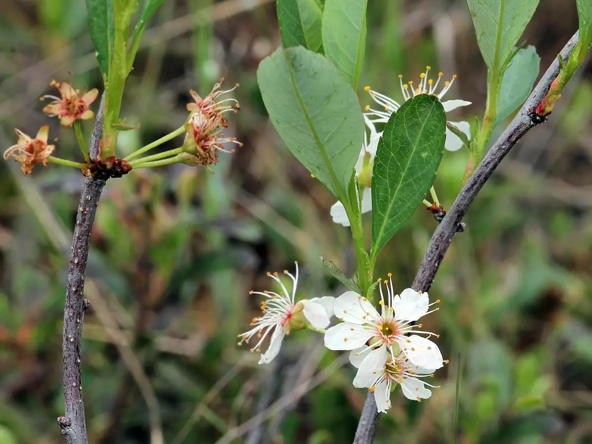 Prunus pumila - Shrub,Web page Navigation - Eastern Sand Cherry, Sandcherry