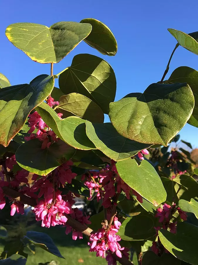 Cercis glabra - Flowering Tree,Tree,Web page Navigation - Chinese ...