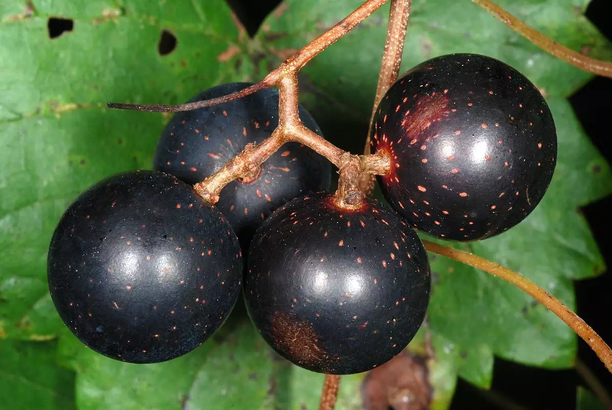 Vitis rotundifolia - Web page Navigation - Muscadine