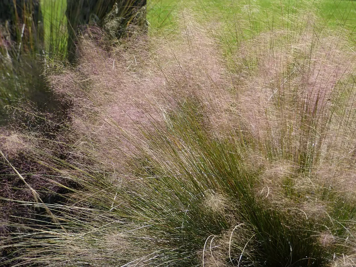 Muhlenbergia capillaris - Web page Navigation - Pink Muhlygrass, Gulf ...