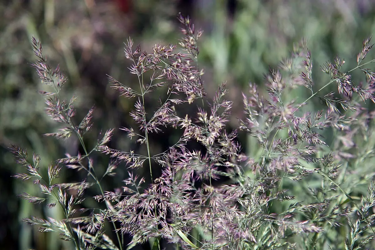 Muhlenbergia capillaris - Web page Navigation - Pink Muhlygrass, Gulf ...