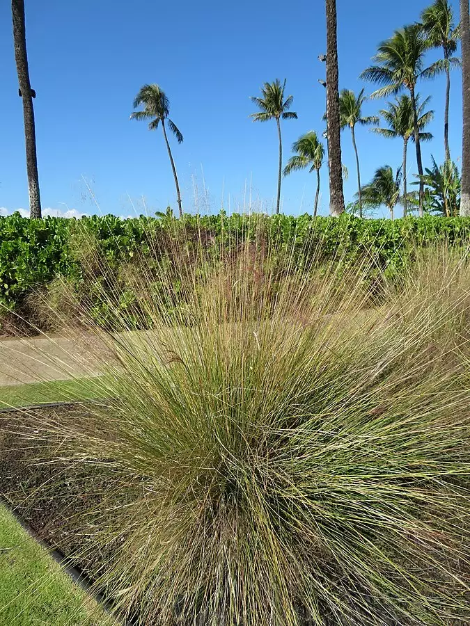 Muhlenbergia capillaris - Web page Navigation - Pink Muhlygrass, Gulf ...