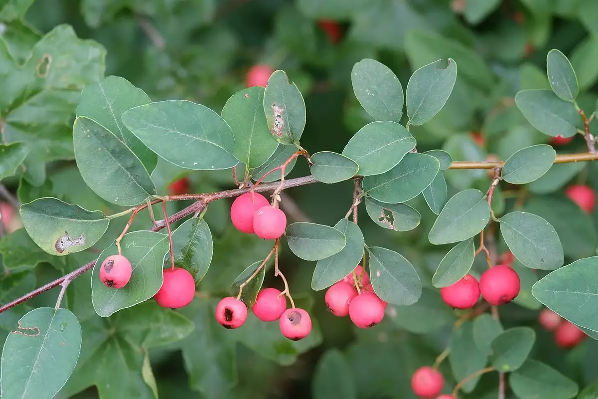 Cotoneaster multiflorus - Shrub - Many-flowered Cotoneaster