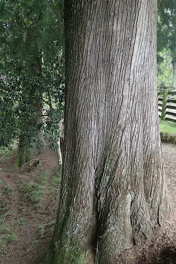 Hesperocyparis lusitanica - Common Bonsai,Conifer,Tree,Web page ...