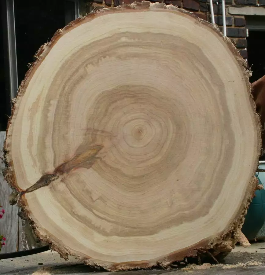 Hesperocyparis lusitanica - Common Bonsai,Conifer,Tree,Web page ...