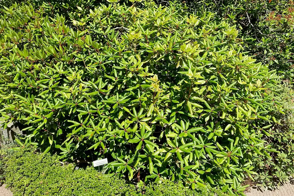 Rhododendron carolinianum 'White' - Shrub,Shrub and Vine Seeds,Web page ...