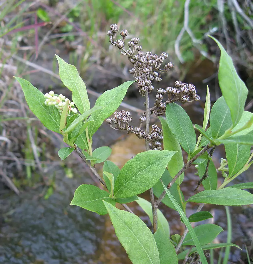 Lyonia ligustrina - Web page Navigation - He-Huckleberry, Maleberry