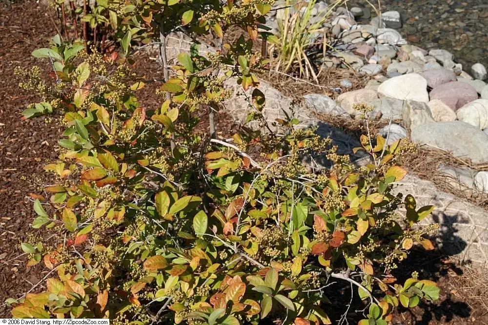 Lyonia ligustrina - Web page Navigation - He-Huckleberry, Maleberry