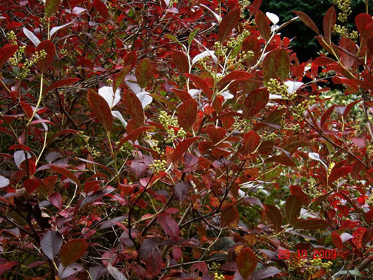 Lyonia ligustrina - Web page Navigation - He-Huckleberry, Maleberry