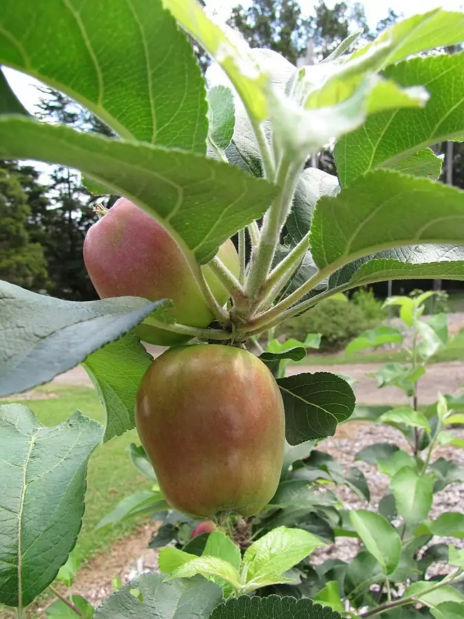 Malus pumila - Common Bonsai,Deciduous,Edible Fruit/Nuts,Flowering Tree ...