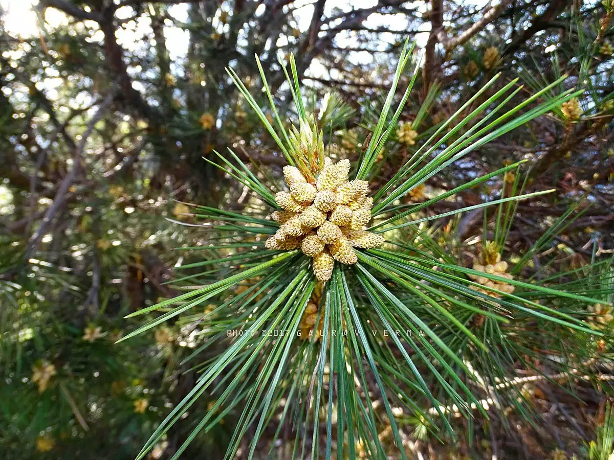 Pinus gerardiana - Conifer - Chilghoza Pine, Chilgoza Nut Pine, Geralds ...