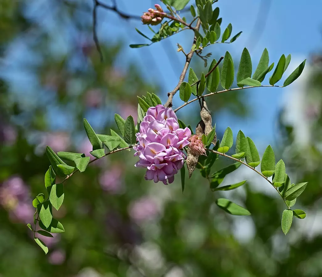 Robinia viscosa - Web page Navigation - Clammy Locust