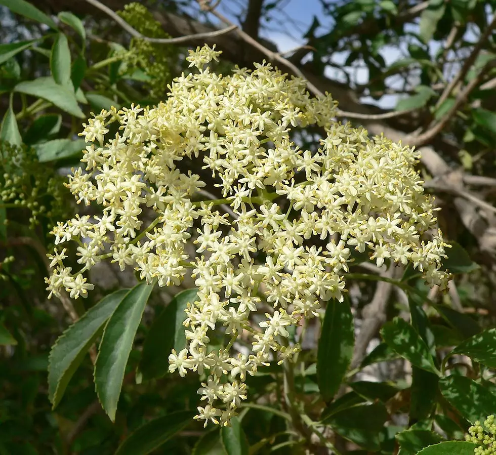 Sambucus mexicana - Web page Navigation - Mexican Elderberry