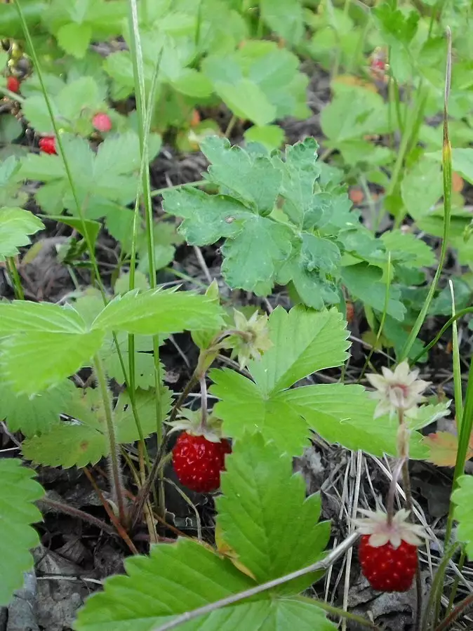 Fragaria vesca - Flower,Herbaceous Plants,Medicinal Herbs,Perennial,Web ...