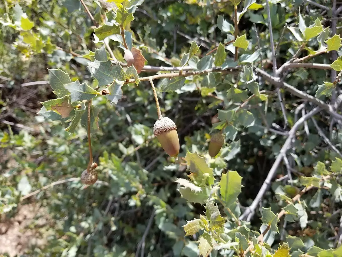 Quercus turbinella - Hardwood - Arizona Shrub Oak, Sonoran Scrub Oak