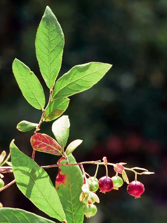 Vaccinium stamineum - Shrub - Deerberry, Highbush Huckleberry