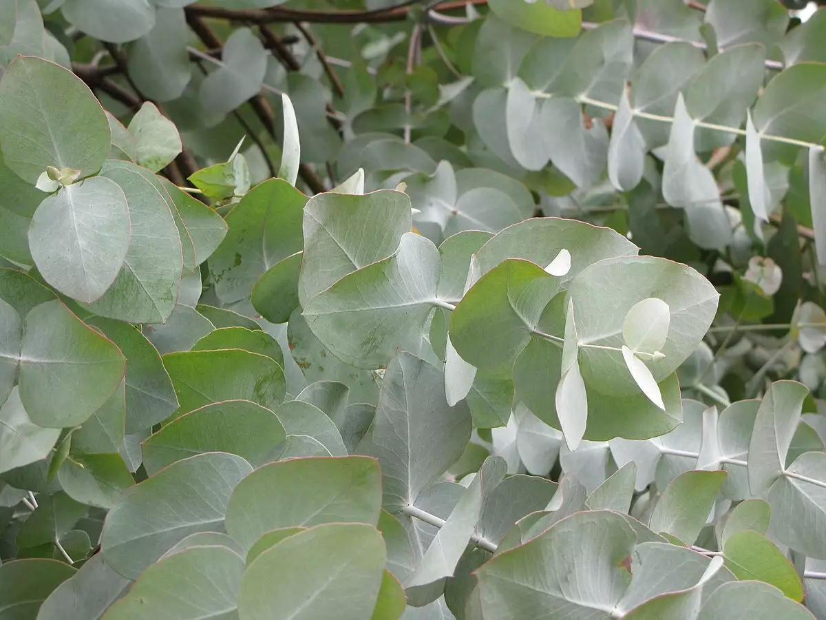 Eucalyptus cinerea - Web page Navigation - Silver Dollar Tree, Argyle Apple