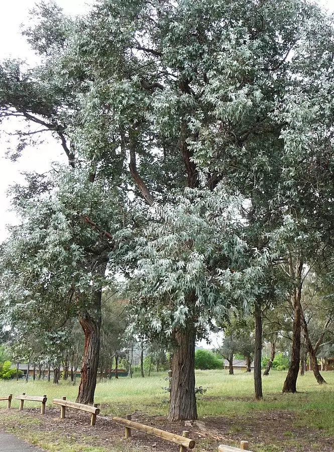 Eucalyptus cinerea - Web page Navigation - Silver Dollar Tree, Argyle Apple