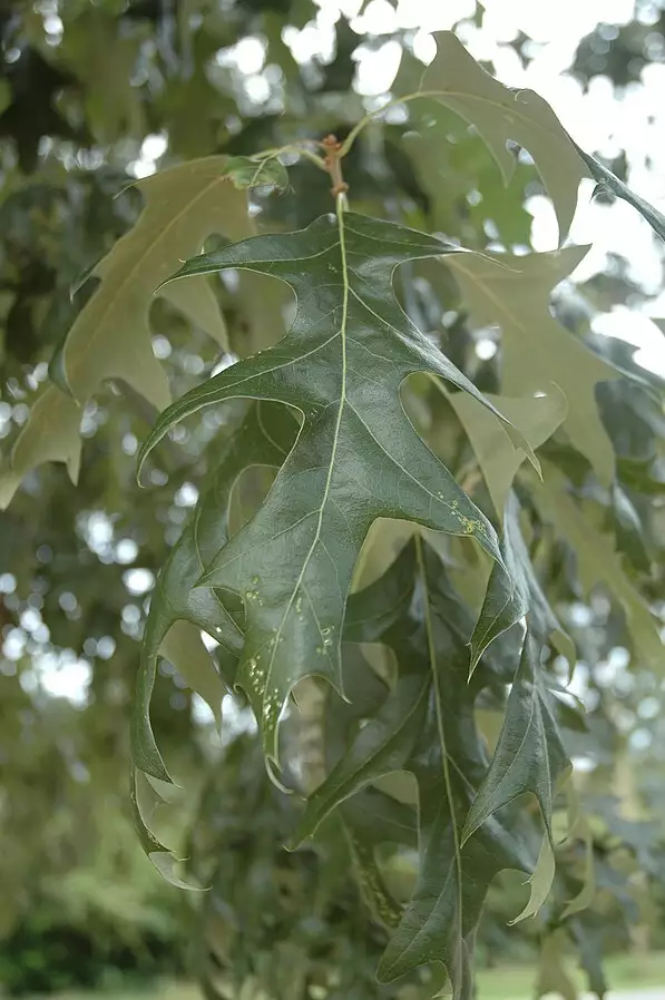 Quercus pagoda - Hardwood - Cherrybark Oak