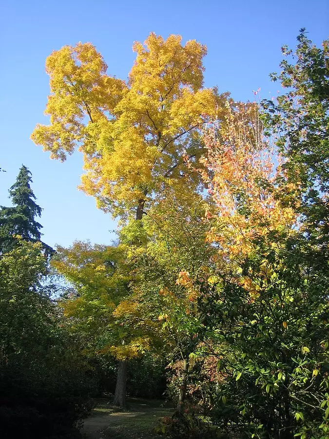 Carya glabra - Hardwood - Pignut Hickory