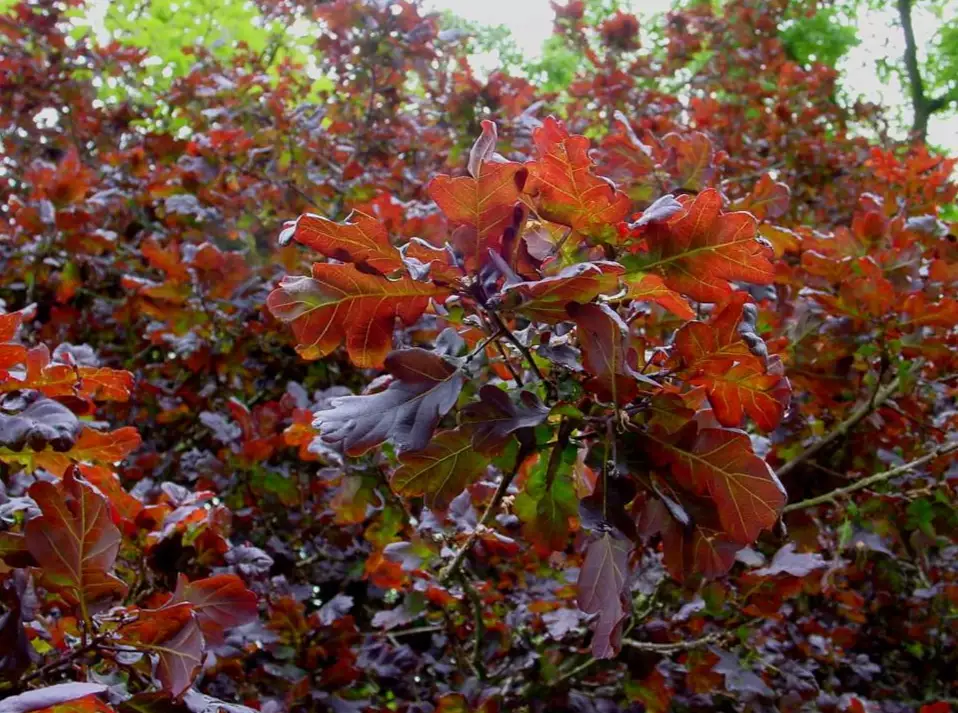 Quercus robur var. x Purpurea - Tree & Shrub,Web page Navigation ...