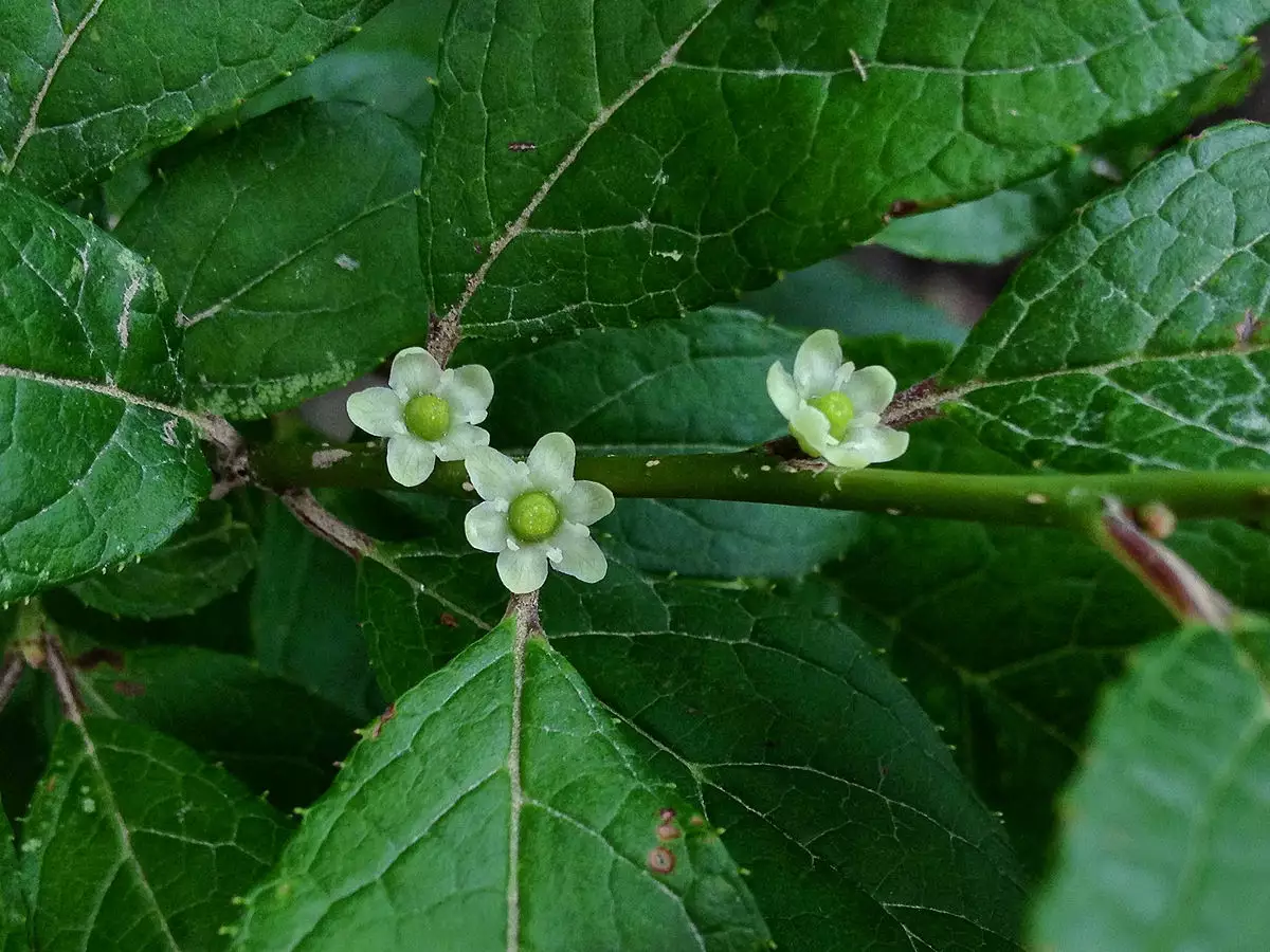 Ilex verticillata - Shrub - Common Winterberry, Winterberry
