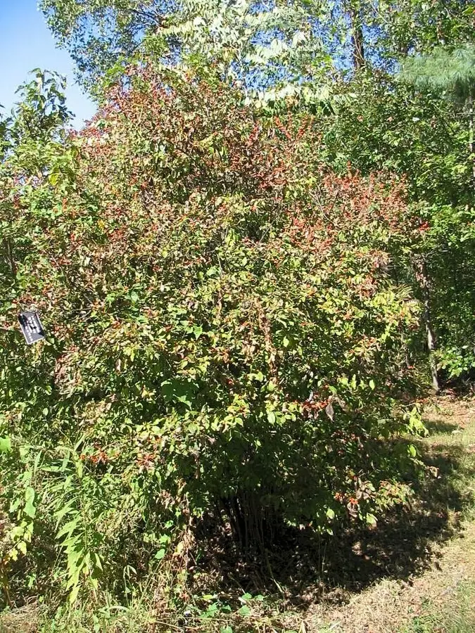 Ilex verticillata - Shrub - Common Winterberry, Winterberry