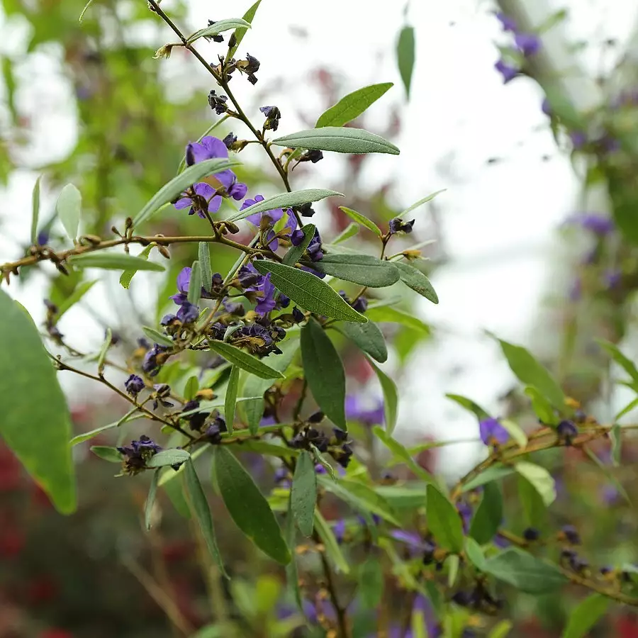 Hovea elliptica - Shrub,Web page Navigation - Blue Karri Bush, Tree Hovea