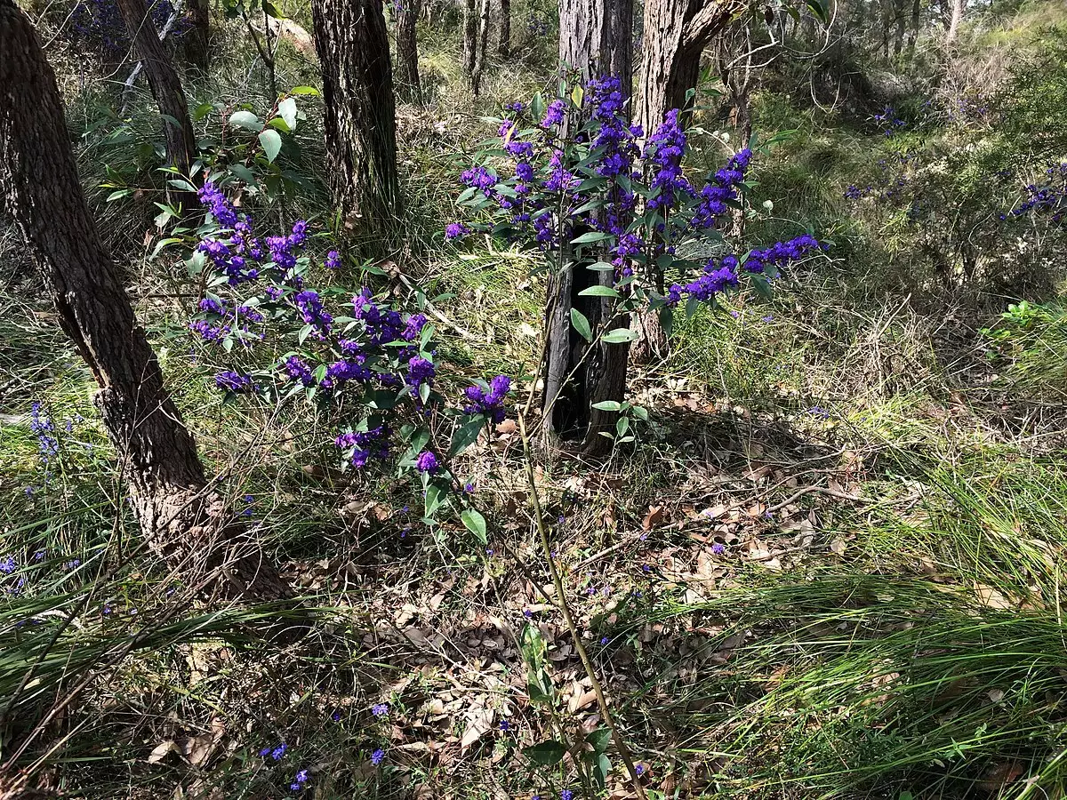 Hovea elliptica - Shrub,Web page Navigation - Blue Karri Bush, Tree Hovea