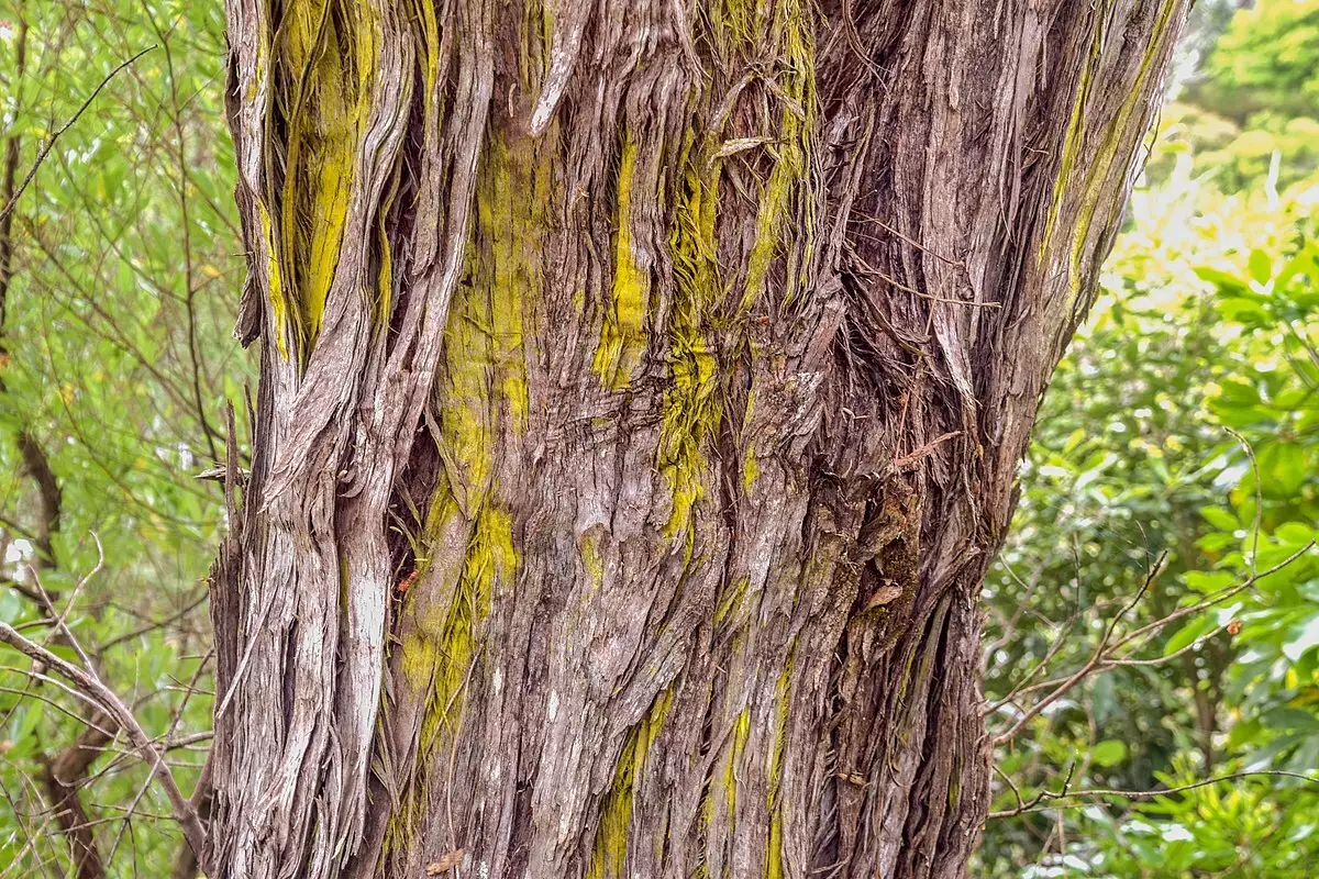 Kunzea ericoides - Medicinal Herbs,Shrub,Web page Navigation - Burgan ...