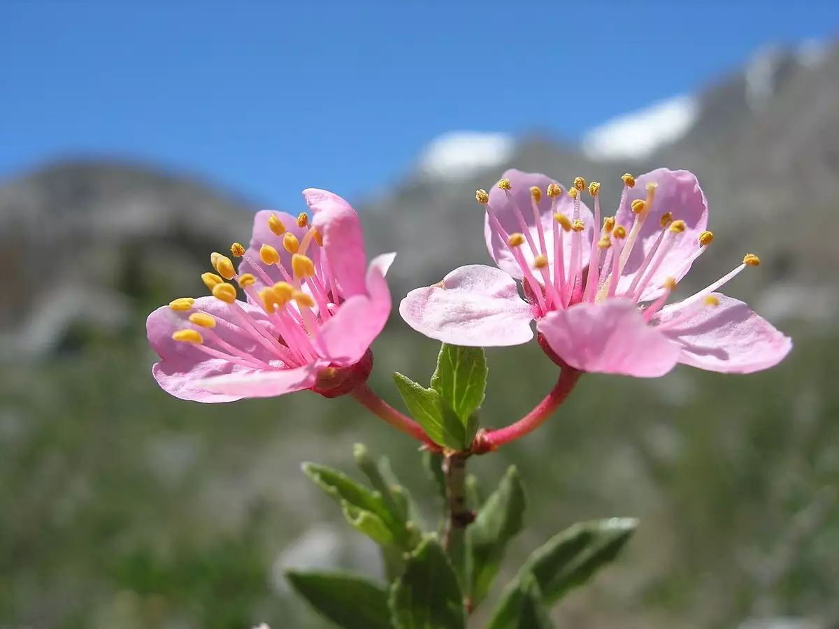 Prunus andersonii - Flowering Tree - Desert Peach