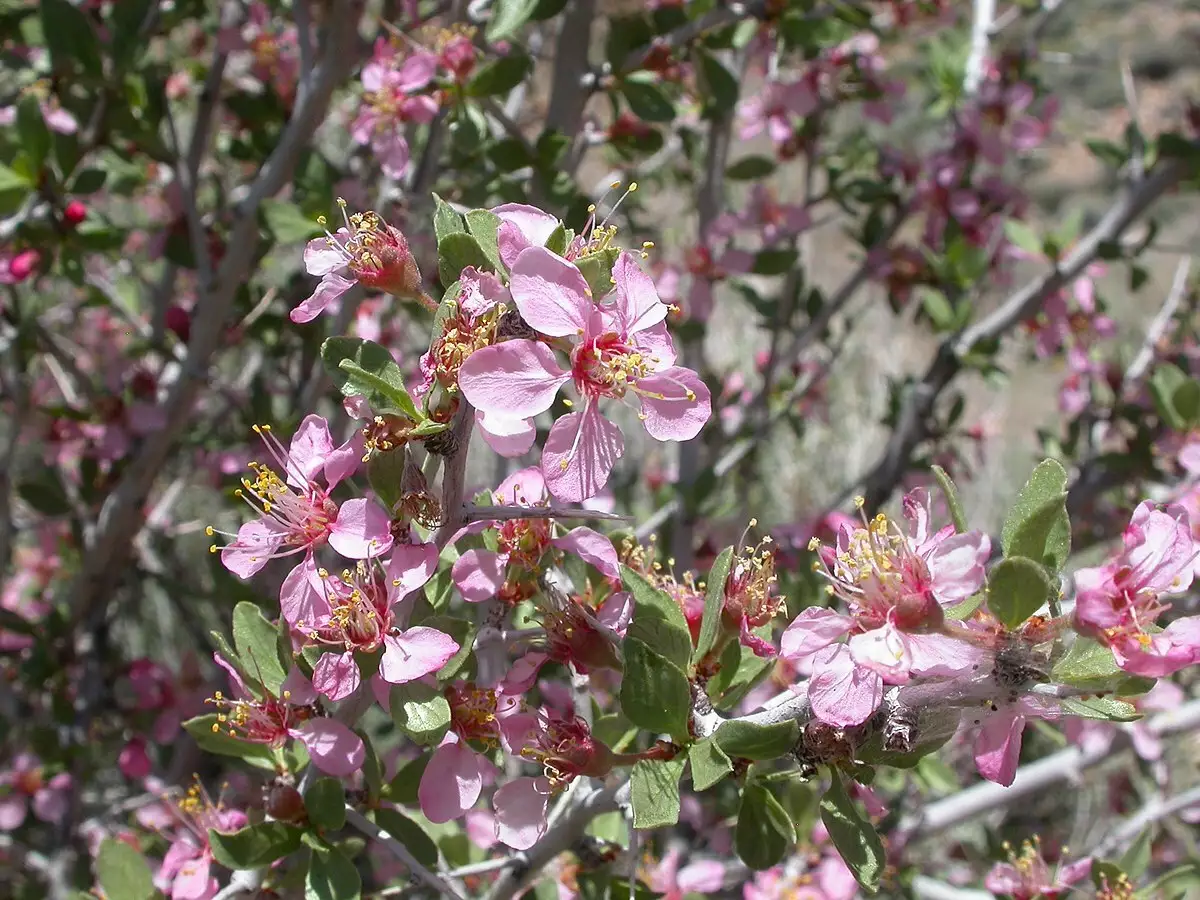 Prunus andersonii - Flowering Tree - Desert Peach