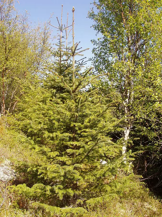 Picea x lutzii - Conifer,Tree,Web page Navigation - Lutz Spruce