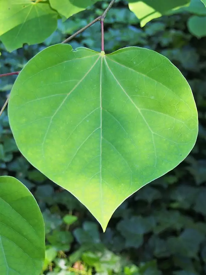 Cercis canadensis Southern - Flowering Tree - Eastern Redbud, Redbud
