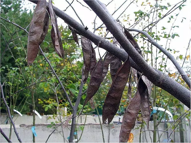 Cercis canadensis Southern - Flowering Tree - Eastern Redbud, Redbud