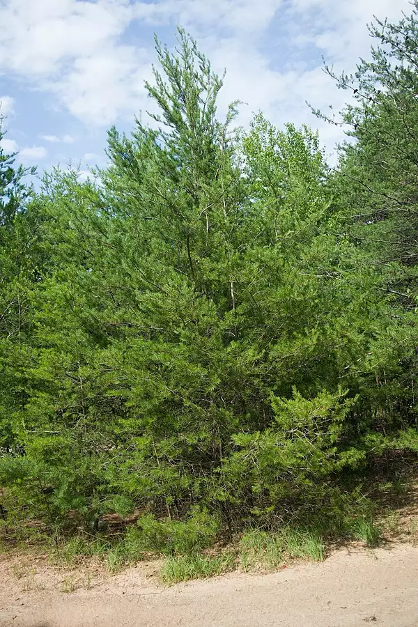 Pinus virginiana - Common Bonsai,Conifer - Jersey Pine, Scrub Pine ...