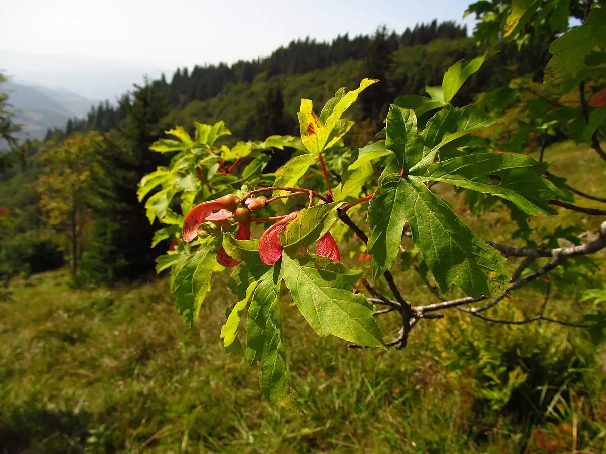 Sheffield's Seed Company