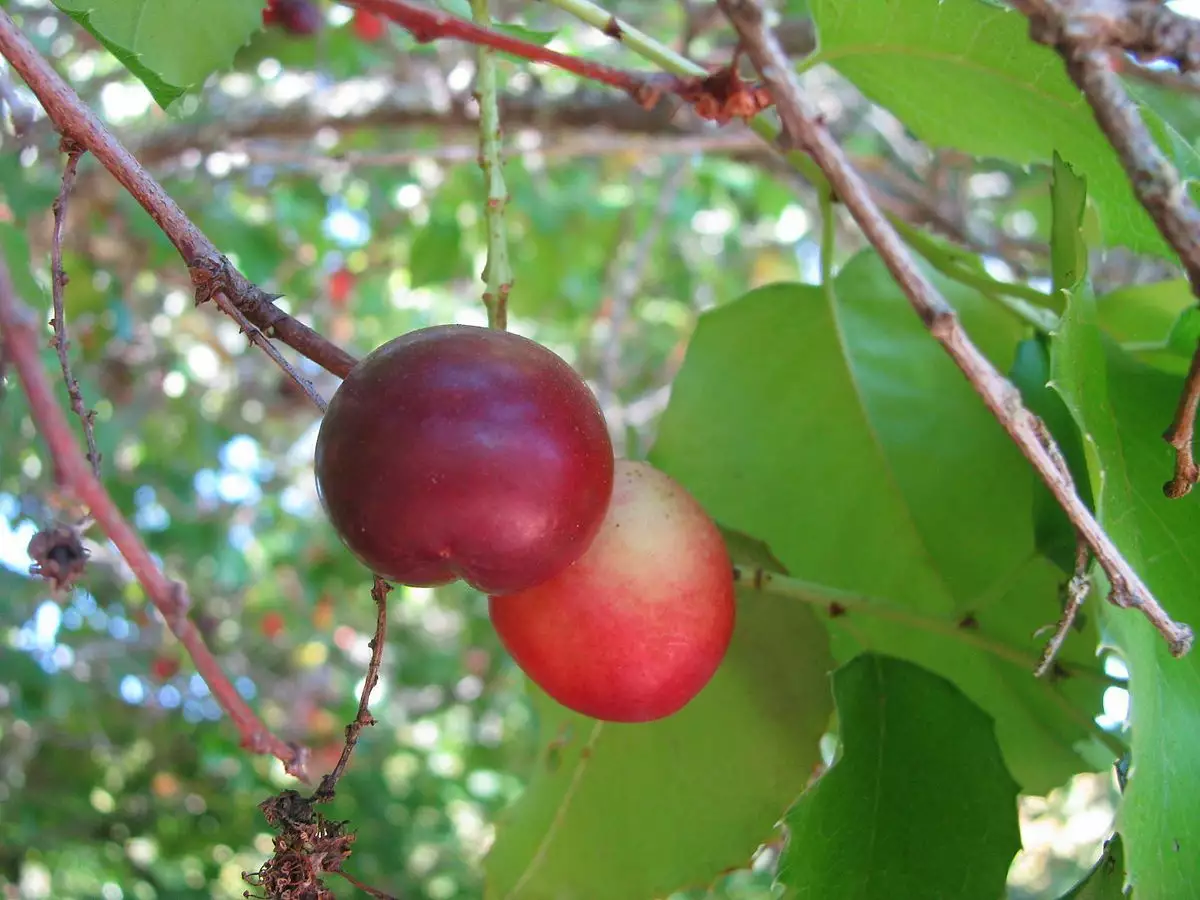 Prunus lyonii - Shrub - Catalina Cherry