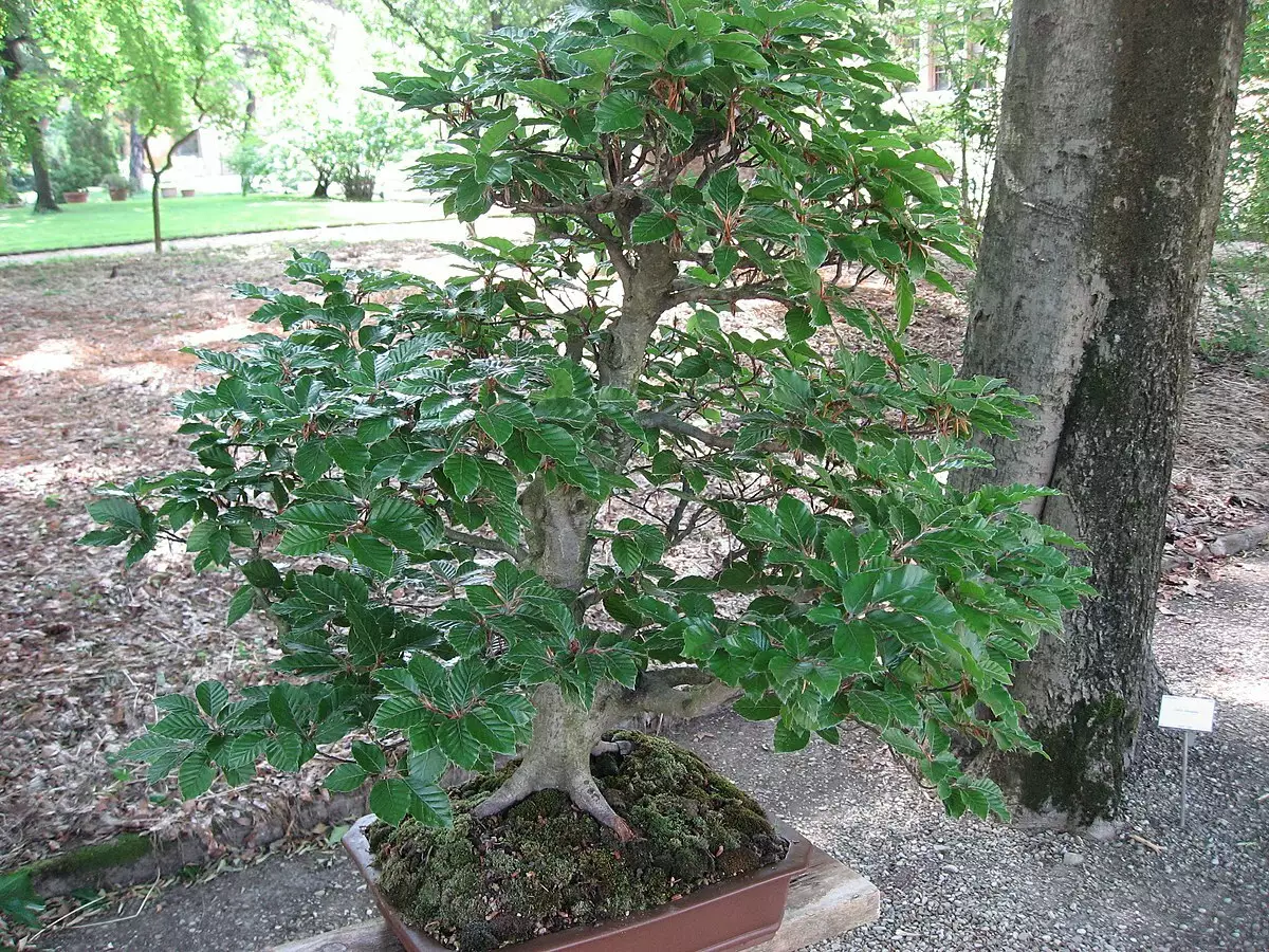 Fagus sylvatica - Common Bonsai,Hardwood - European Beech