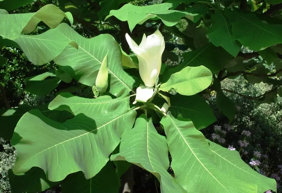 Magnolia macrophylla - Flowering Tree,Medicinal Herbs - Bigleaf Magnolia