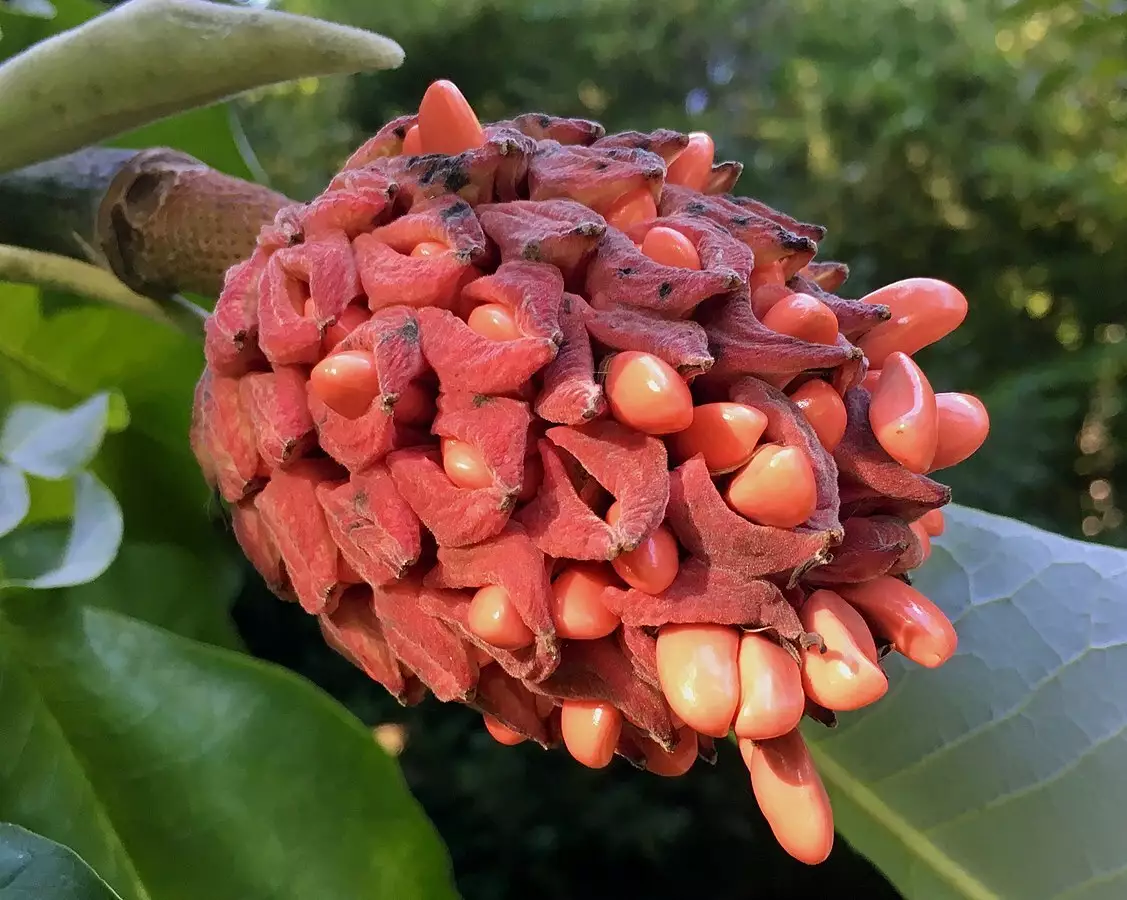 Magnolia macrophylla - Flowering Tree,Medicinal Herbs - Bigleaf Magnolia
