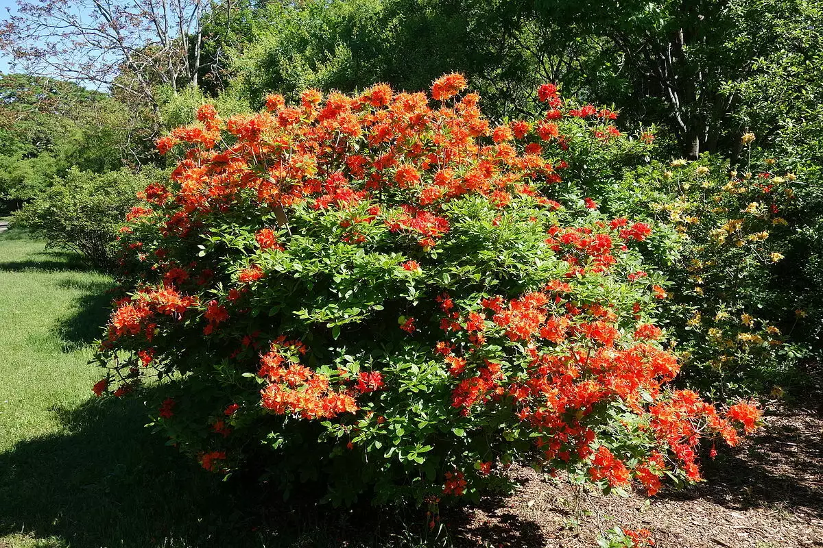 Rhododendron calendulaceum - Shrub - Flame Azalea