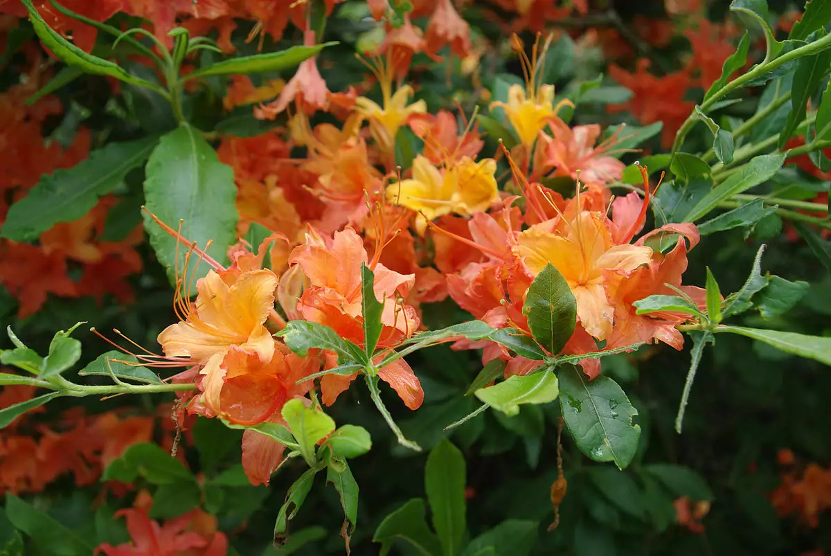 Rhododendron calendulaceum - Shrub - Flame Azalea