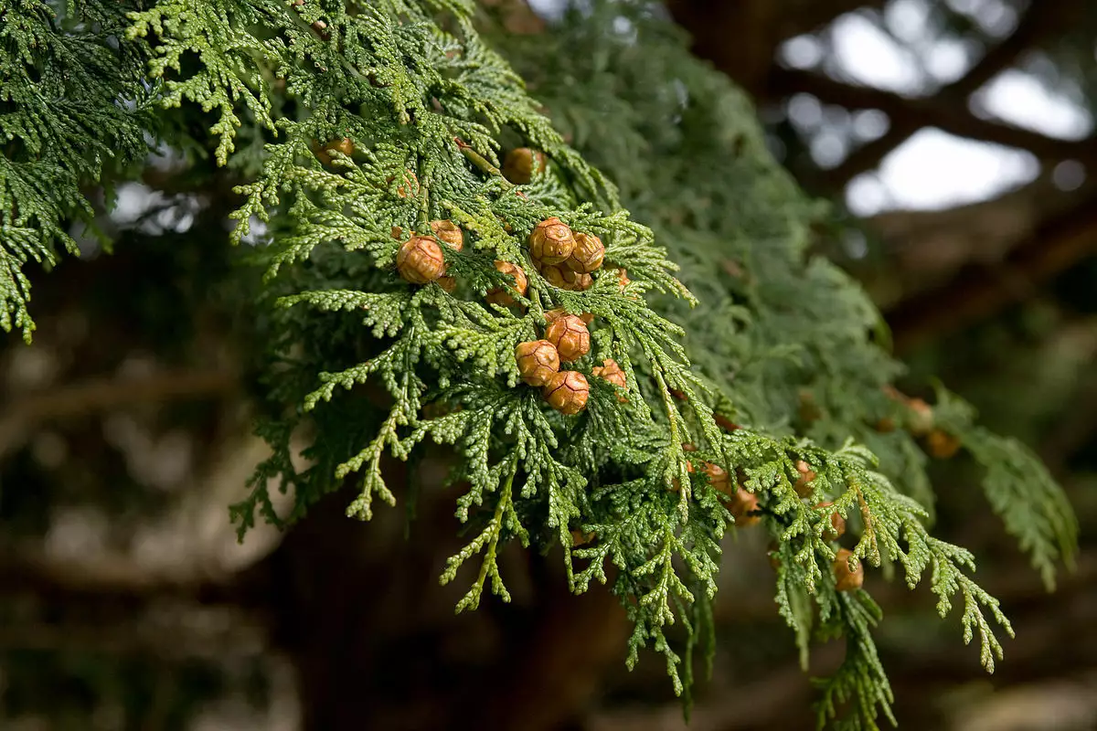 Chamaecyparis obtusa - Common Bonsai,Conifer - Hinoki Cypress, Hinoki ...