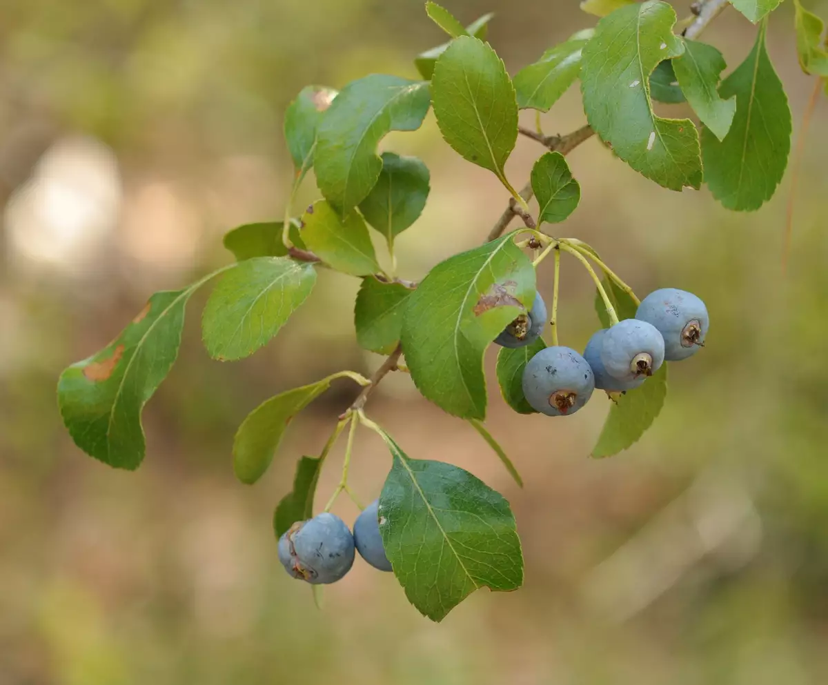 Crataegus brachyacantha - Common Bonsai,Medicinal Herbs,Ornamental ...