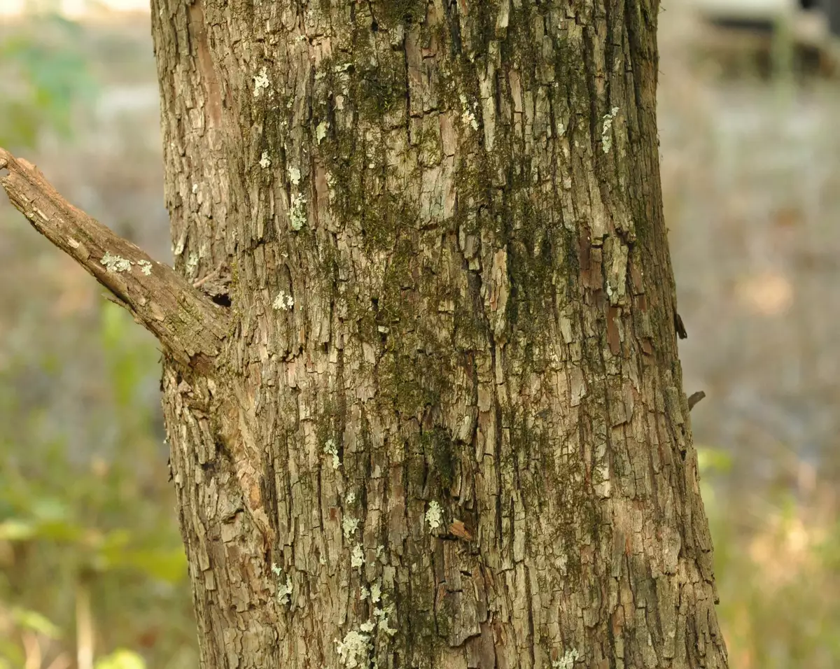 Crataegus brachyacantha - Common Bonsai,Medicinal Herbs,Ornamental ...